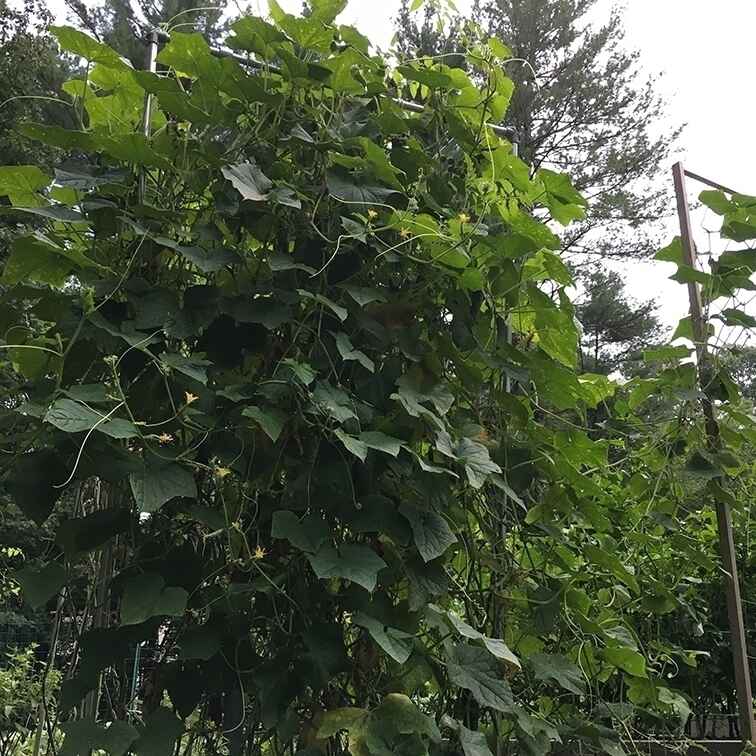 cucumber spacing when growing vertically