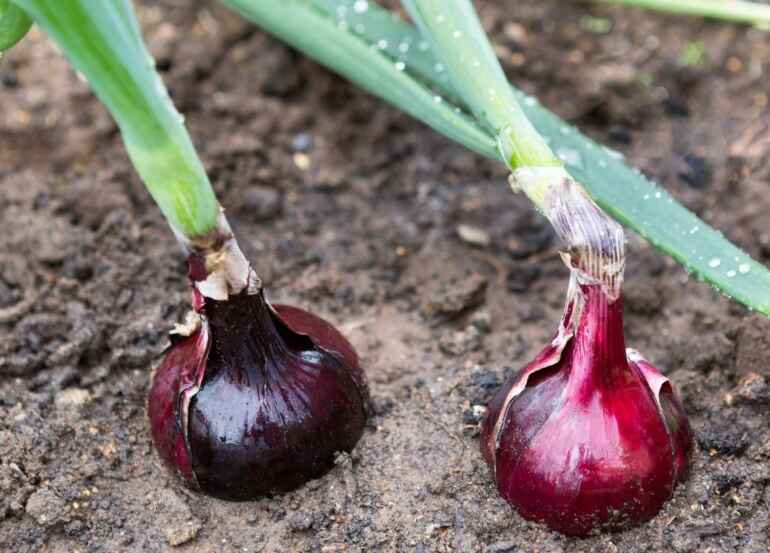 How to Grow Large Onions - Complete Beginners