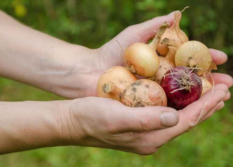 How to Grow Large Onions - Complete Beginners