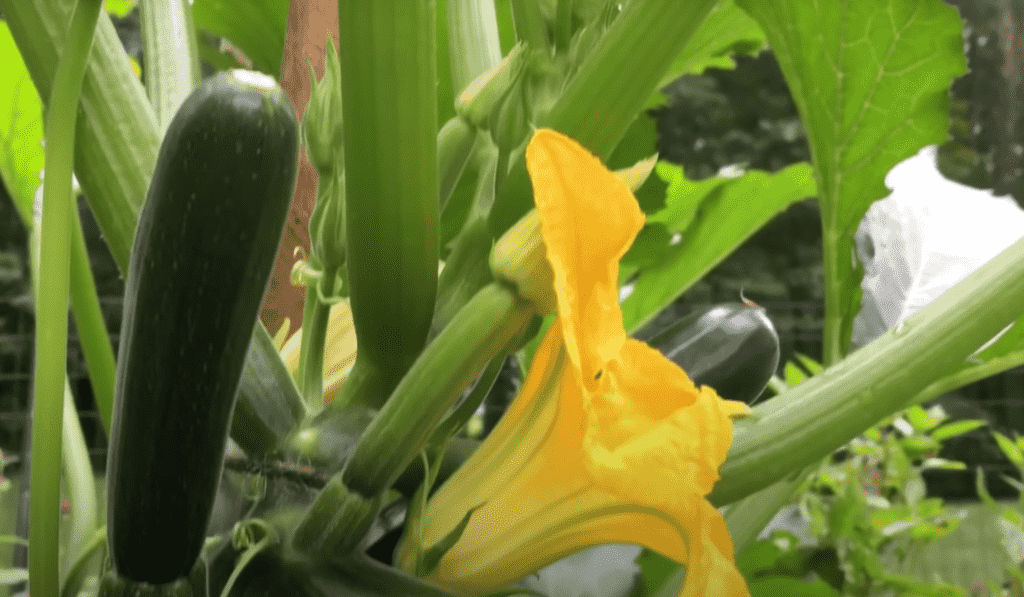 How To Grow Zucchini Vertically | Square Foot Garden