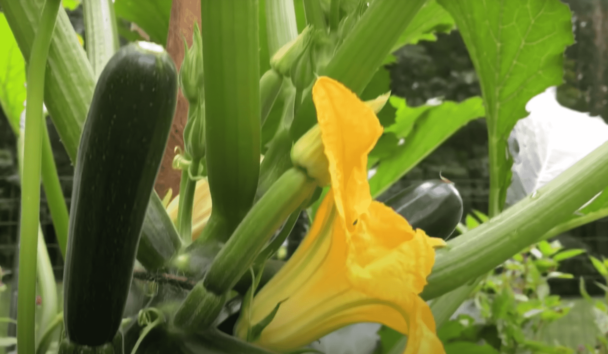 How To Grow Zucchini Vertically | Square Foot Garden