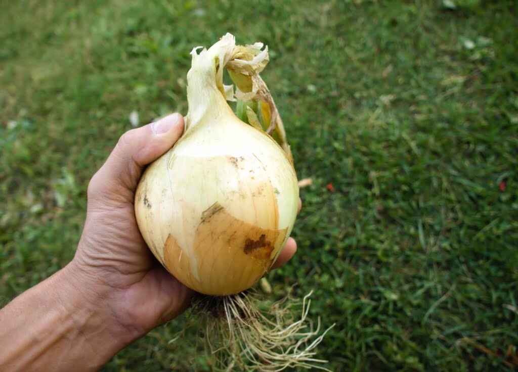How to Grow Large Onions - Complete Beginners