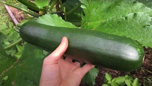 How To Grow Zucchini Vertically | Square Foot Garden