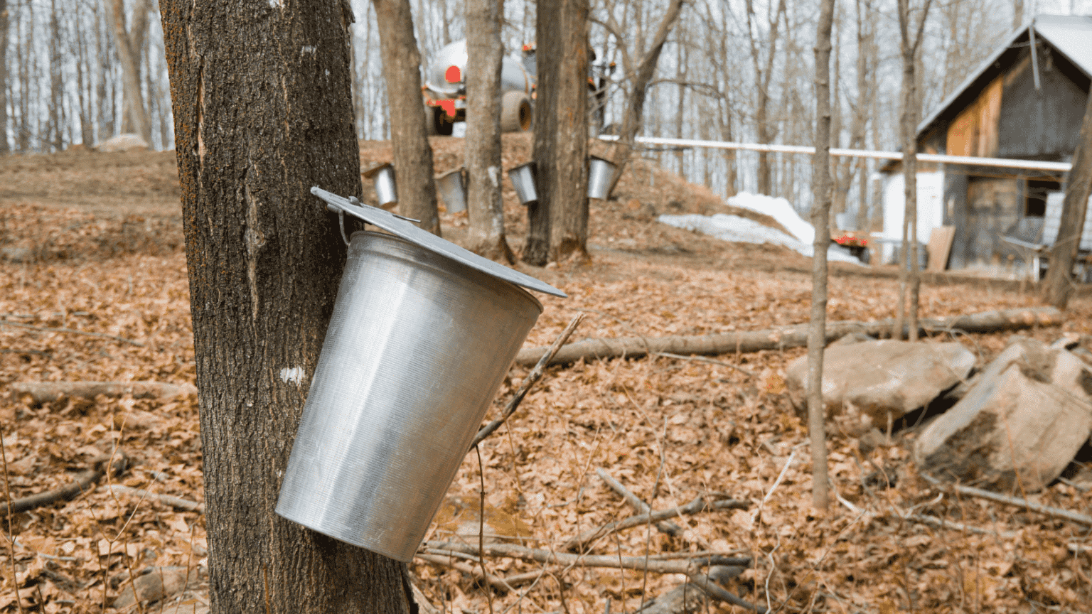Maple Sap to Syrup Calculator