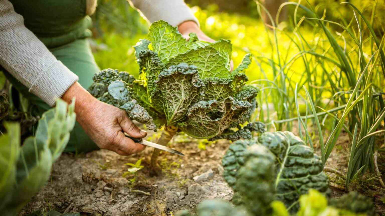 Choosing the Right Seeds for Your Garden: A Complete Guide