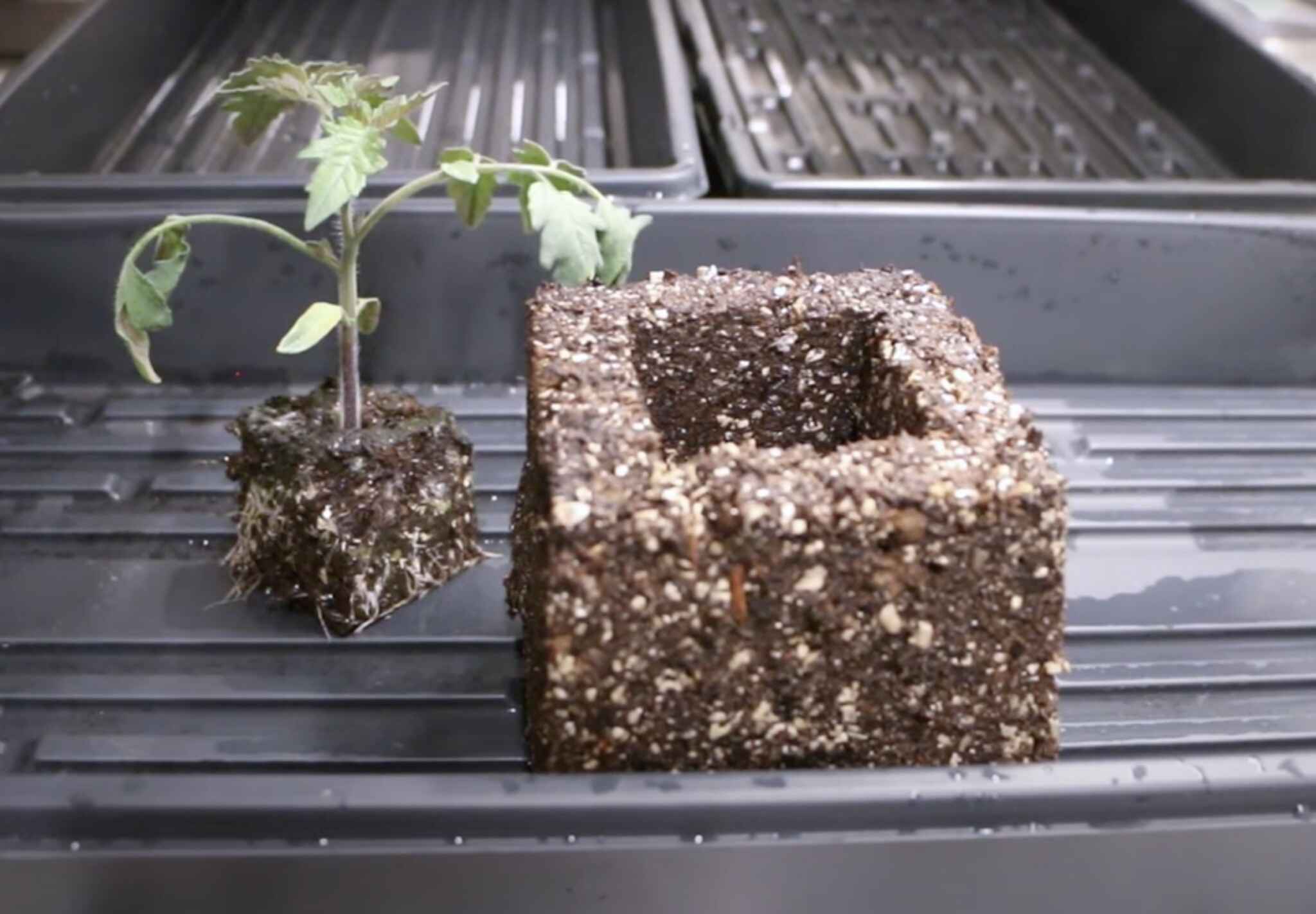 How to Use Soil Blocks for Seed Starting - Gardening Tips and Tricks