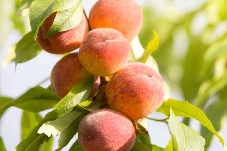 How to Grow a Peach Tree from the Pit: A Step-by-Step Guide
