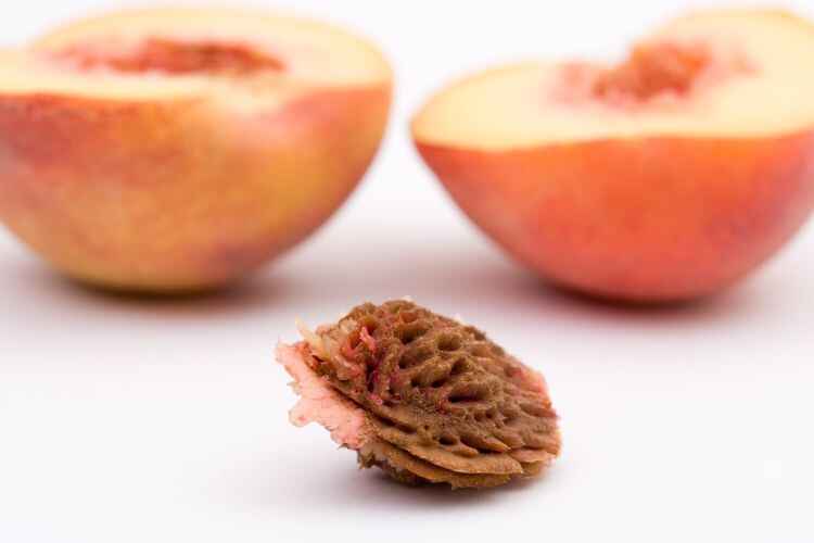 How to Grow a Peach Tree from the Pit: A Step-by-Step Guide