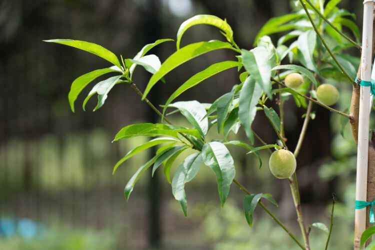 How to Grow a Peach Tree from the Pit: A Step-by-Step Guide