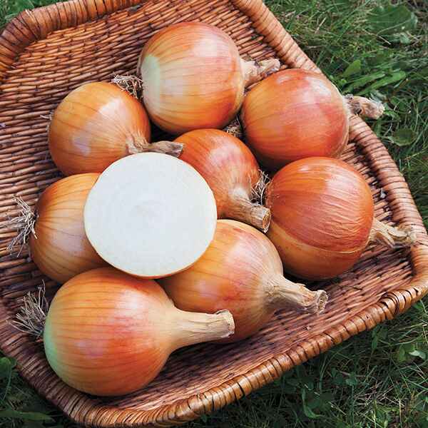 How to Grow Large Onions - Complete Beginners