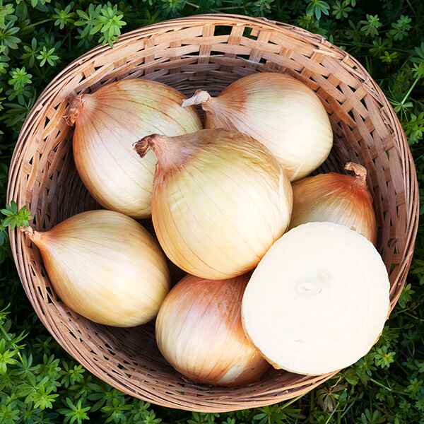 How to Grow Large Onions - Complete Beginners