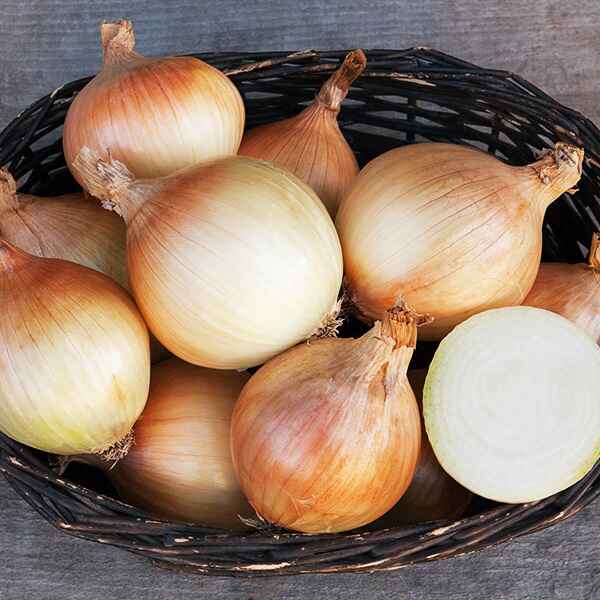 How to Grow Large Onions - Complete Beginners