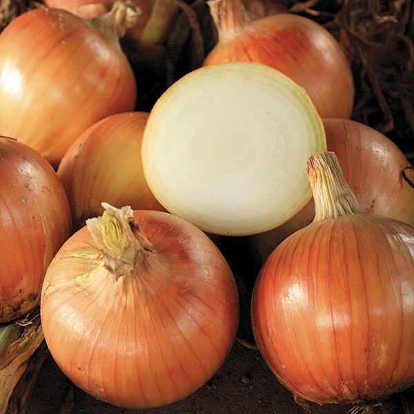 How to Grow Large Onions - Complete Beginners